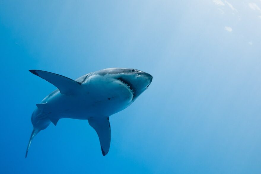 Nuovo video con Deep Blue, lo squalo leggendario