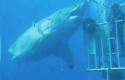 Nuovo video con Deep Blue, lo squalo leggendario