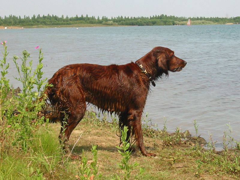 Il Setter Irlandese rosso: la dolcezza fatta cane - www ...