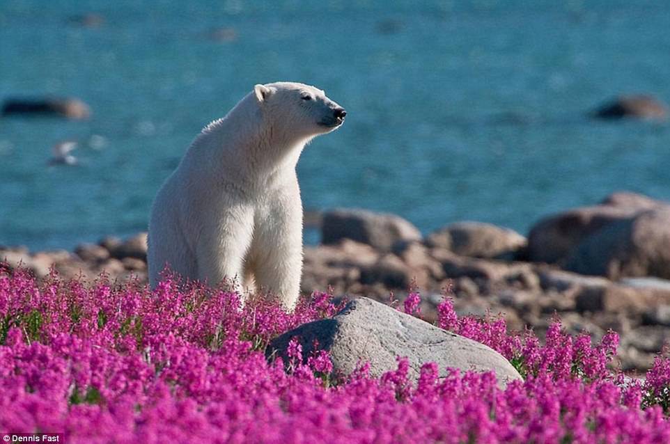 L'orso bianco fa le flessioni con un visitatore allo zoo ...