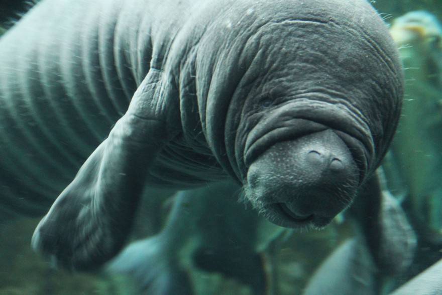 Primo cucciolo di lamantino nato in Italia