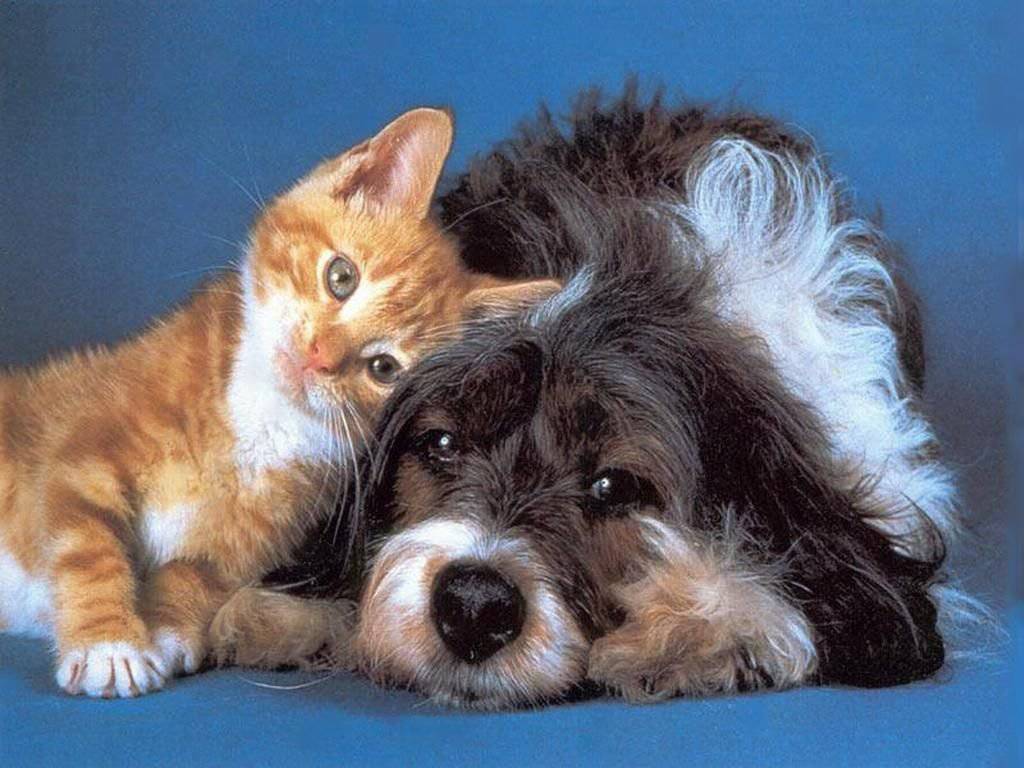 Dieta dei gatti: possono mangiare il cibo per cani? - amoreaquattrozampe.it