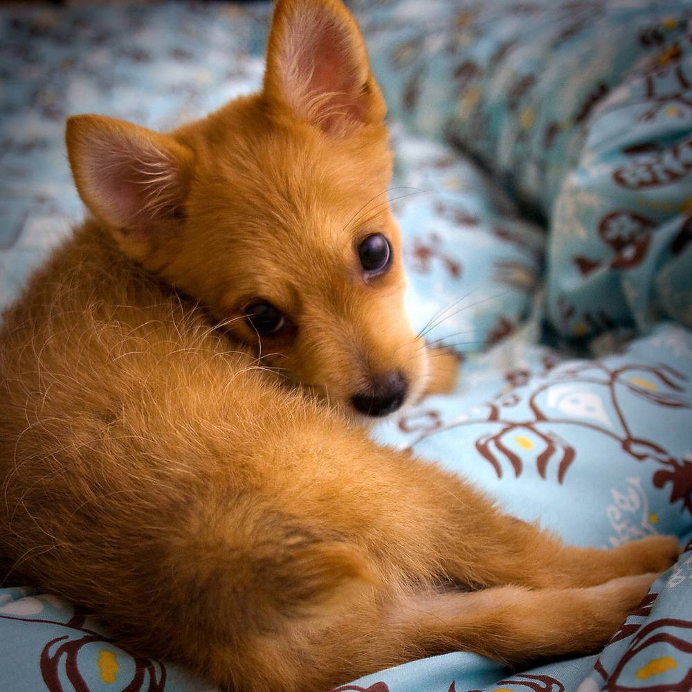 I cuccioli di cane più dolci del web!