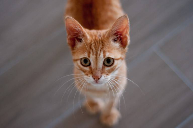 Gatto rosso: curiosità e caratteristiche dei mici dal manto fulvo