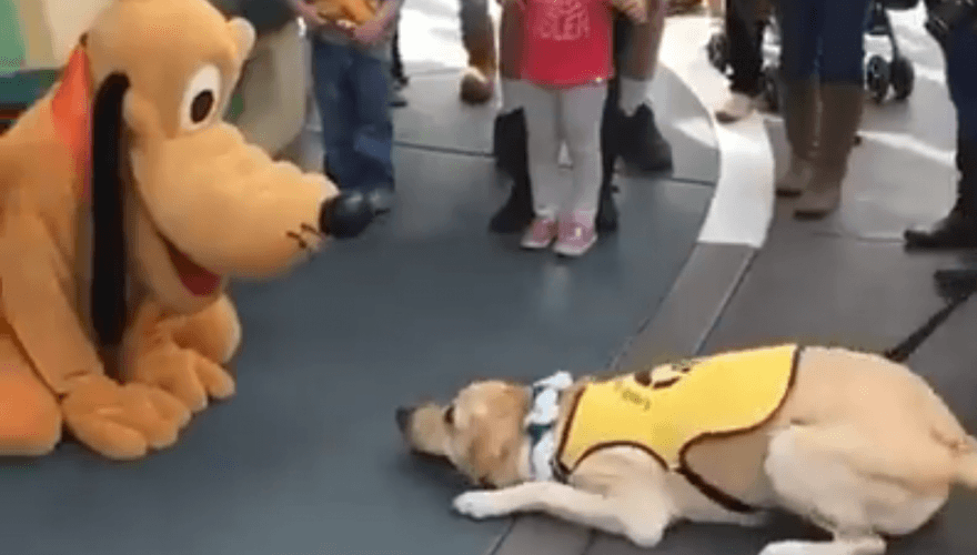 Il cane guida che si "innamora" di Pluto - video