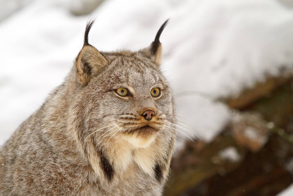 Le razze dei gatti selvatici - Pagina 2 di 12 - Amoreaquattrozampe.it