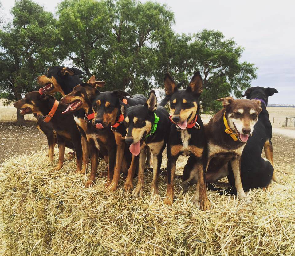 I Red dog della Regione australiana di Pilbara che conquistano i social ...