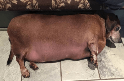 La svolta di Vincent, cane obeso e ora simbolo di salute