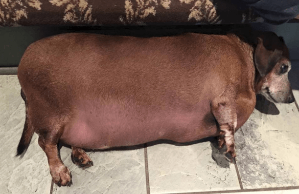 La svolta di Vincent, cane obeso e ora simbolo di salute