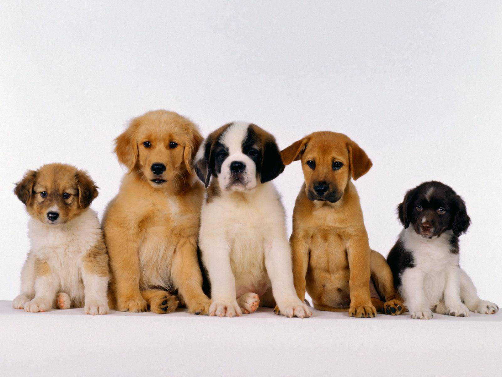 Per ogni segno zodiacale appartiene una razza di cane: che ne pensate?