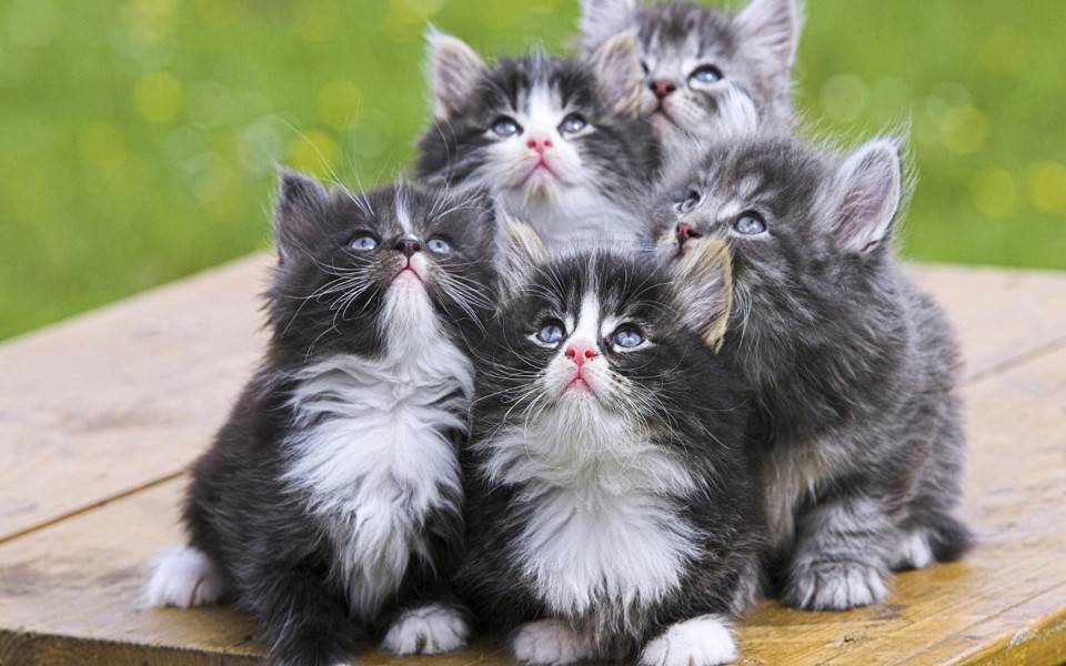 In che modo ci proteggono i gatti? - Amoreaquattrozampe.it