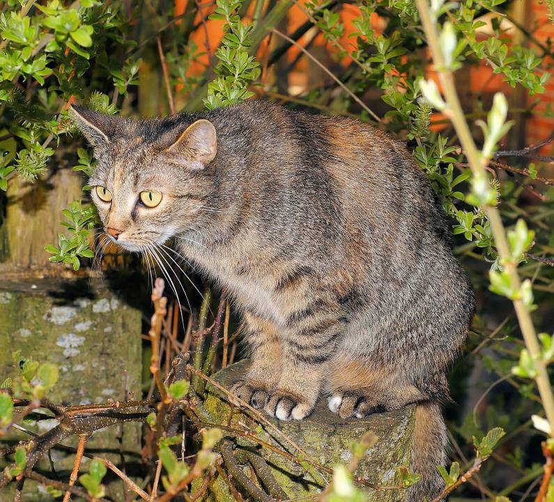 Come togliere una zecca dal nostro gatto - Amoreaquattrozampe.it