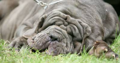 Loki, il cane 'spaventoso' che vogliono uccidere