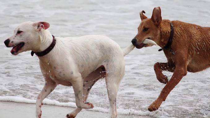 Il movimento della coda del cane: un rituale con il padrone associato ...