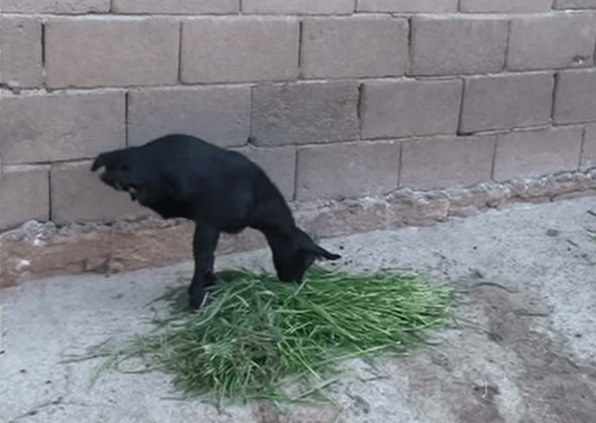 Capretta sopravvive con due arti - www.amoreaquattrozampe.it