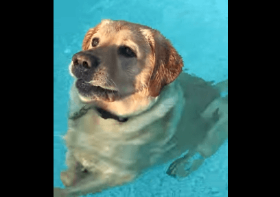 Quando un cane scopre di toccare il fondo della piscina ...