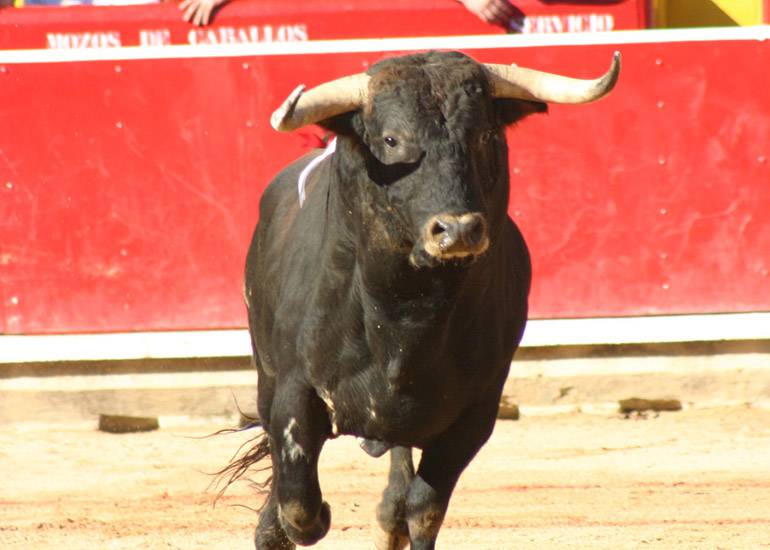 Torero incornato: sarà uccisa anche la madre del toro che ha combattuto ...