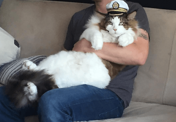 Sansone, il gatto gigante che conquista la rete: 1,20 metri di fusa ...