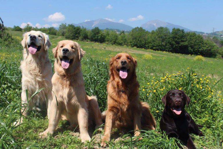 Golden Retriever scheda completa di questa razza