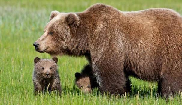 Ma gli orsi "vanno in bagno" durante il letargo? - www ...