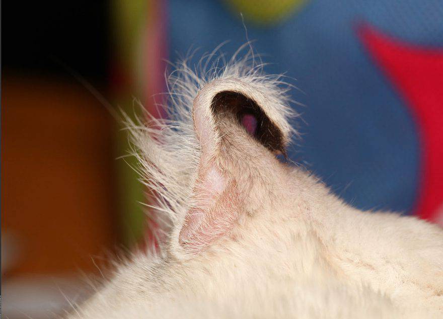 American Curl Longhair - Amoreaquattrozampe.it