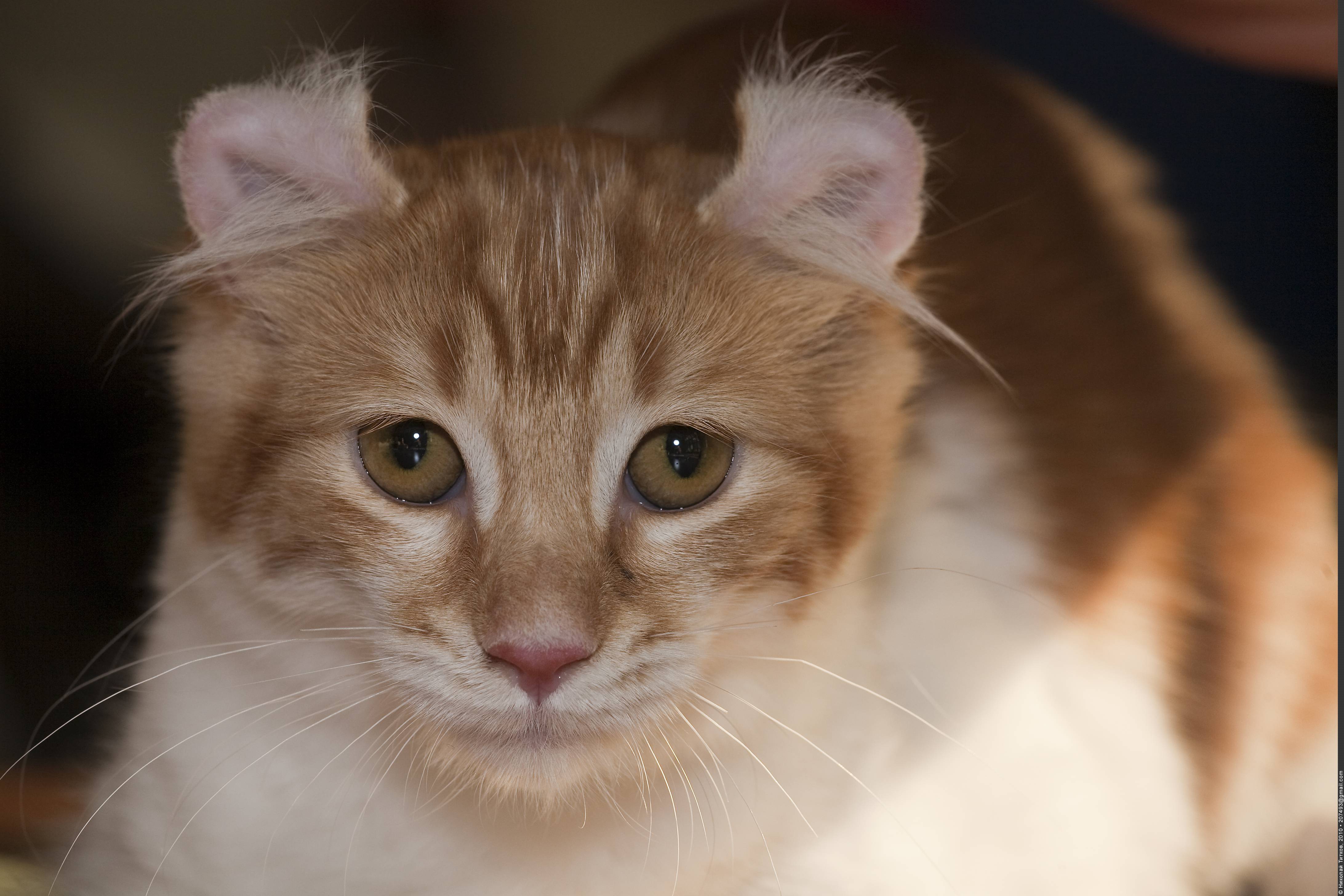 American Curl Longhair - Amoreaquattrozampe.it