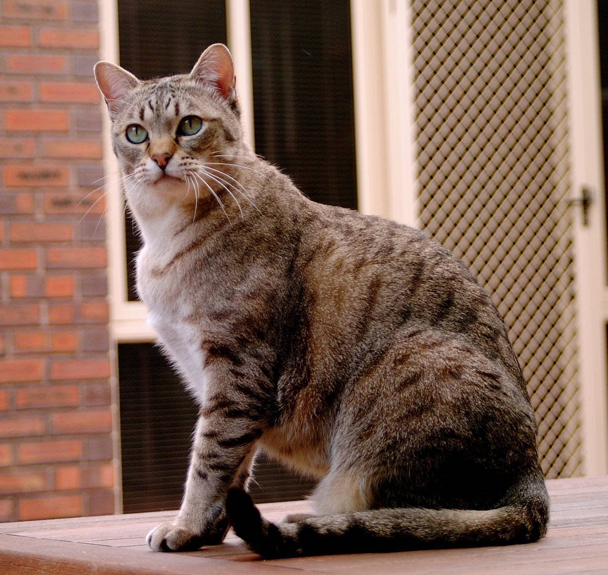 Australian Mist Scheda Completa Di Questa Razza Felina Australian Mist Scheda Completa Di Questa Razza Felina