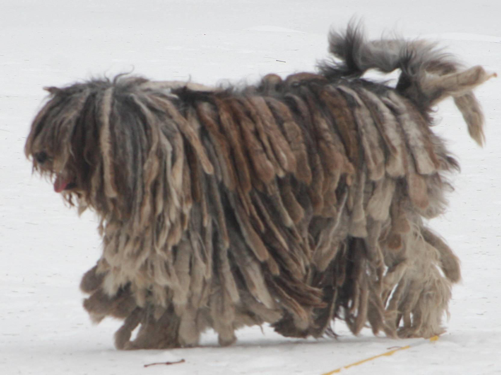 Il cane pastore bergamasco: scheda completa di questa razza