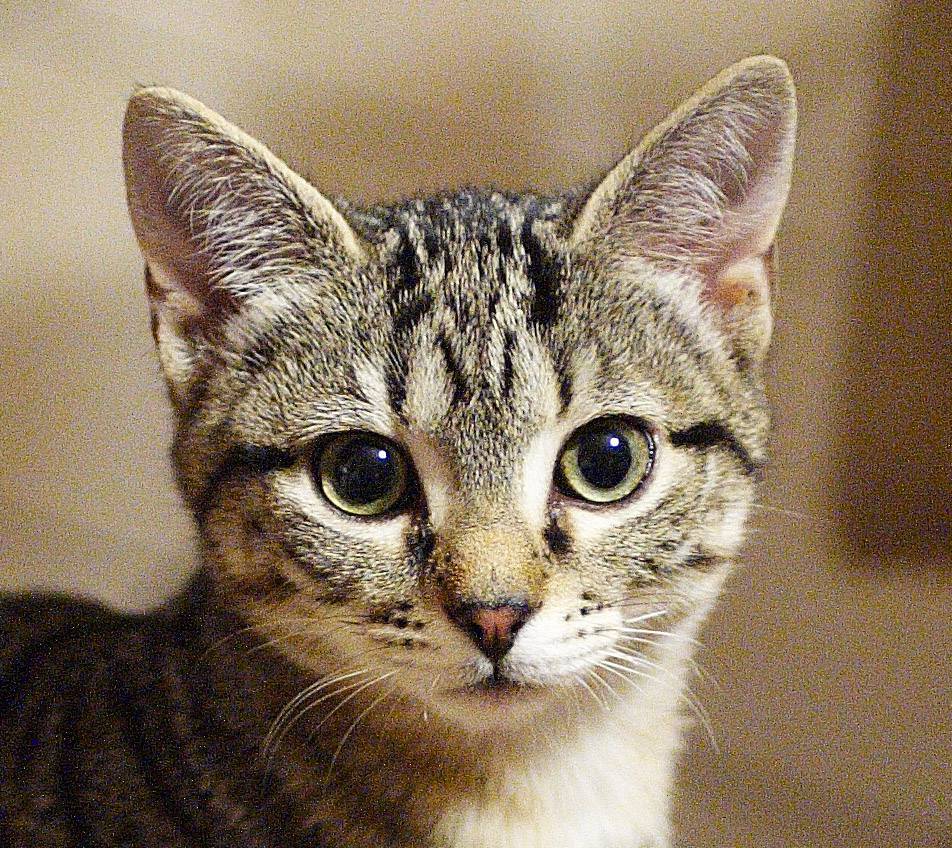 La storia di Ogghy, il gatto che torna a casa dopo un anno e mezzo