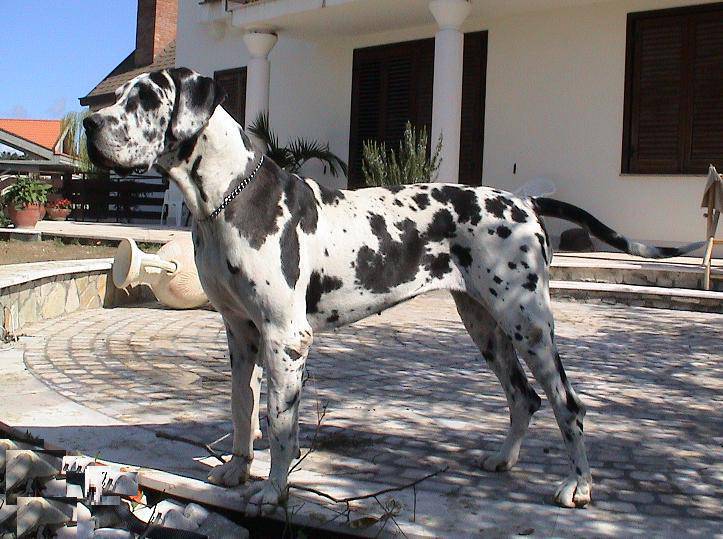Come si descrive il mantello di un cane? Eccone un elenco completo