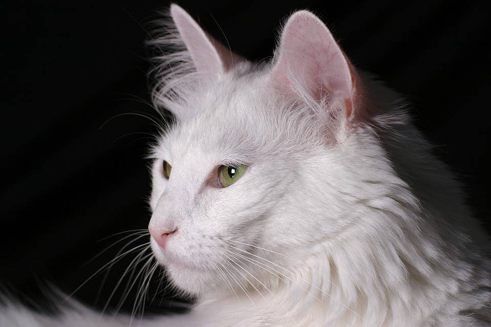 L'angora turco: scheda completa di questa razza felina