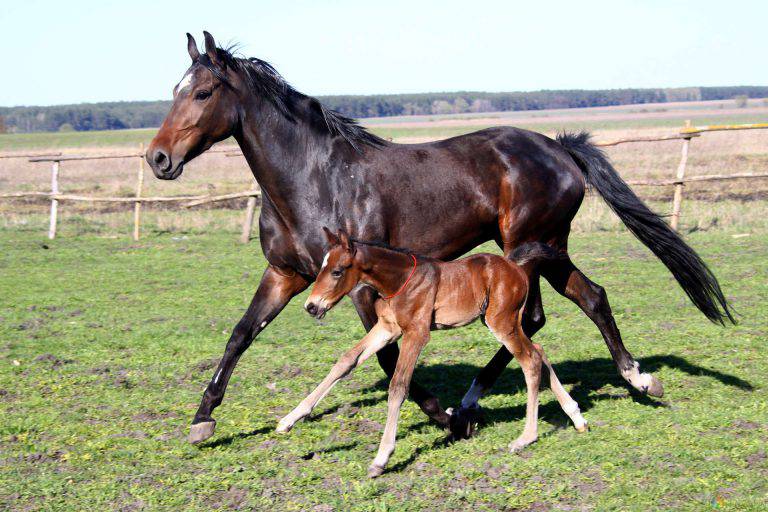 La crescita del puledro: il cavallo adulto è formato tra i 6 e gli 8 anni