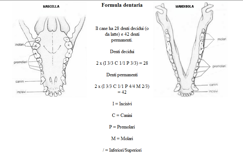 La dentatura del cane: la sua conformazione e malformazioni