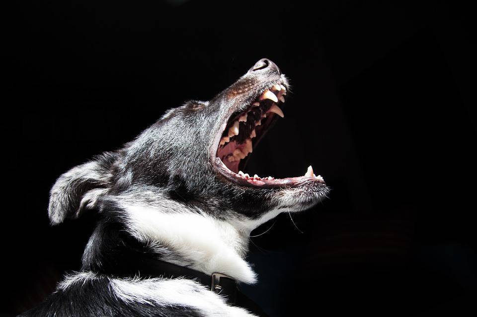 La dentatura del cane: la sua conformazione e malformazioni