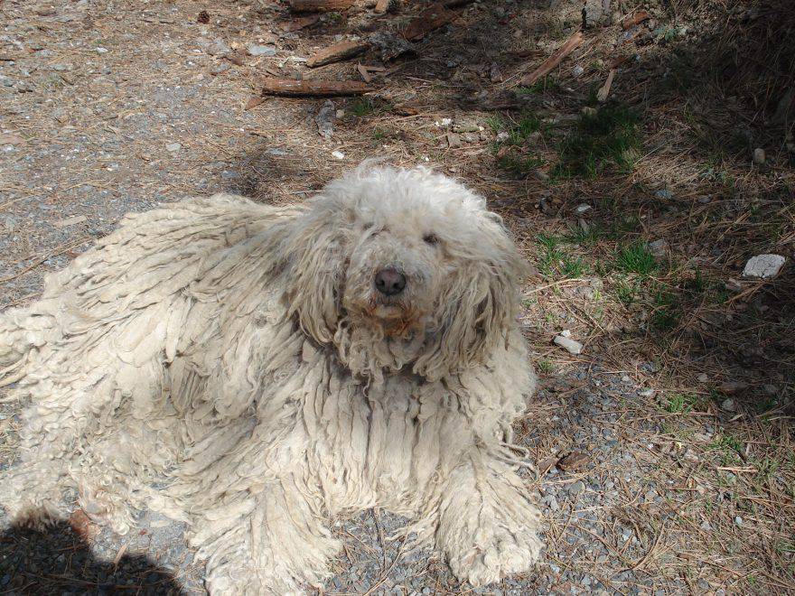 Il cane da pastore Komondor: scheda completa di questa razza