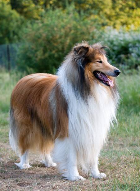 Cane da Pastore Scotch Collie: la scheda a completa di questa razza