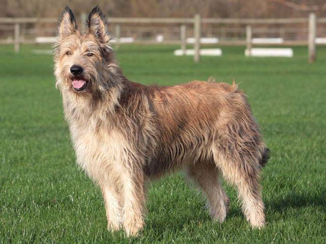 Cane pastore di picardia: scheda completa di questa razza