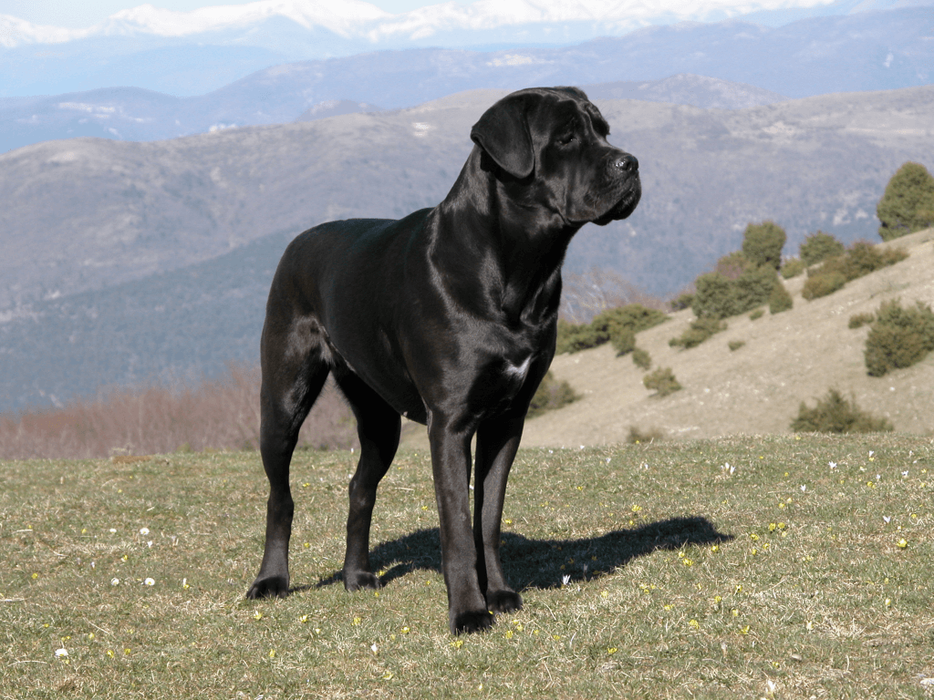 Il cane corso: scheda completa di questa razza stupenda