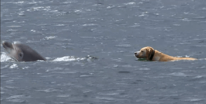 Il cane Ben e il delfino Doggie: quell'amicizia che dura da anni