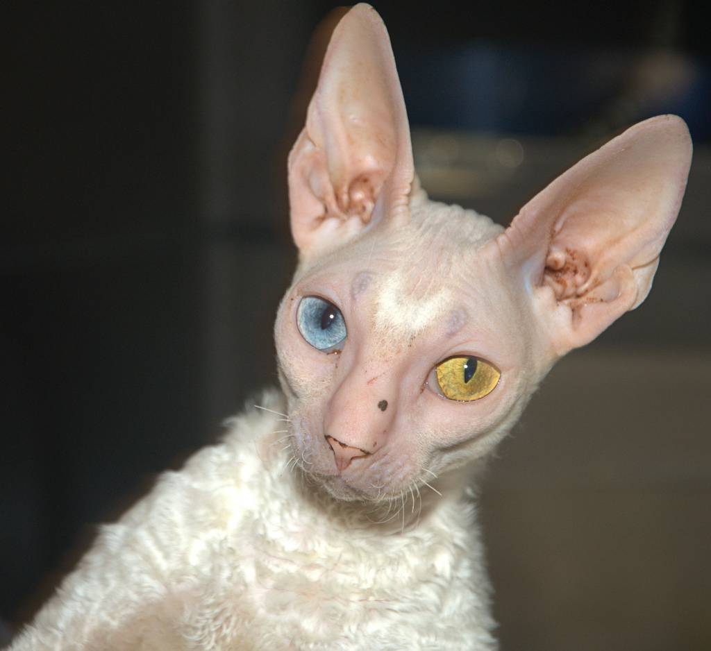 Il Cornish Rex: scheda completa di questa razza felina