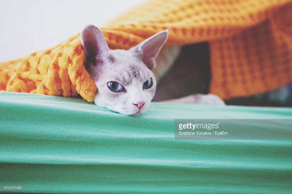 Il Devon Rex: scheda completa di questa razza felina