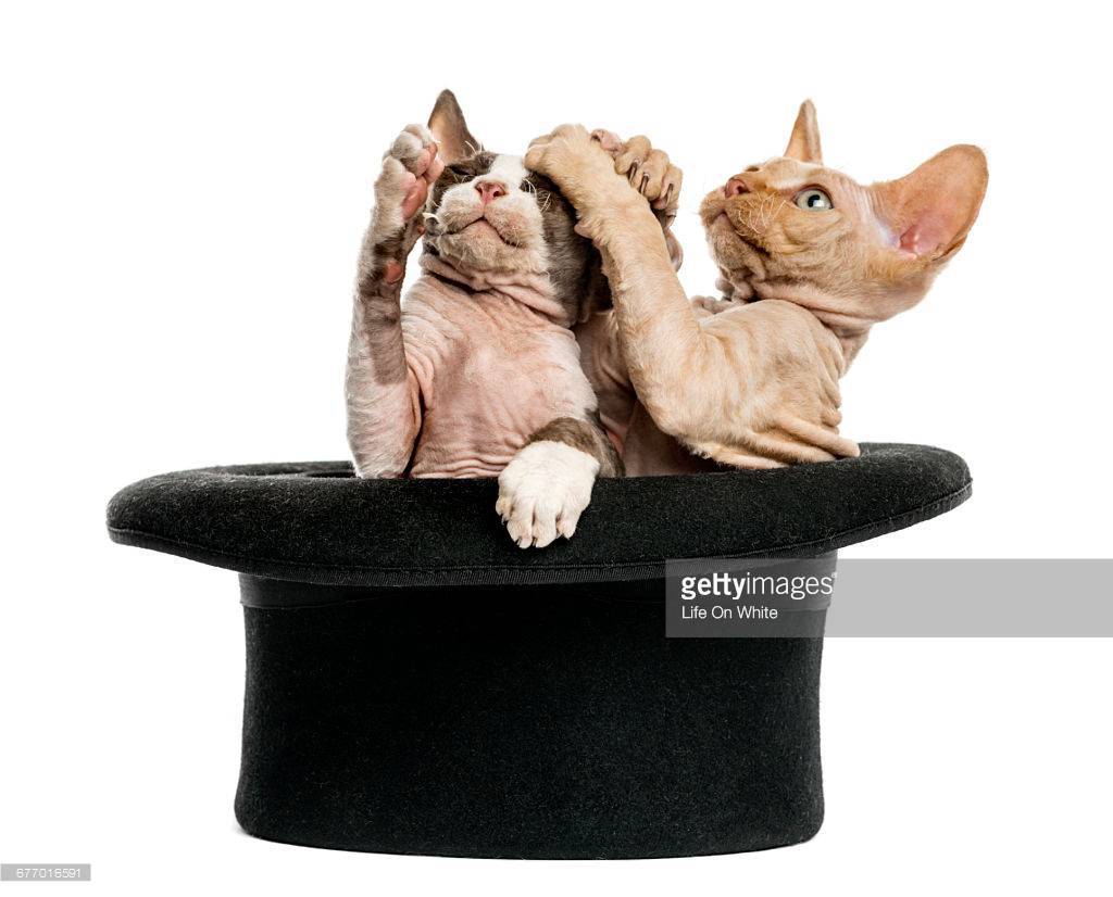 Il Devon Rex: scheda completa di questa razza felina