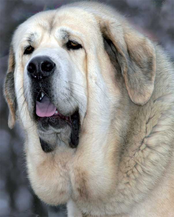 Il Mastino Spagnolo: scheda completa di questa razza