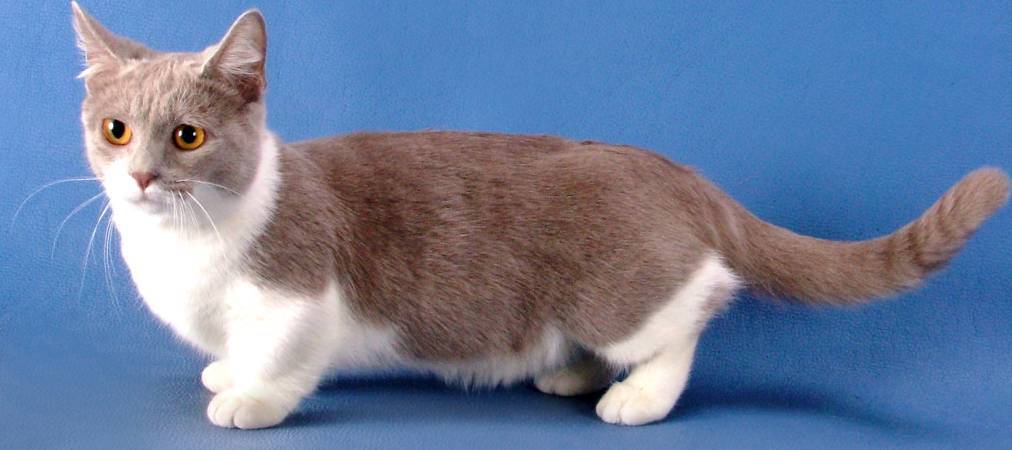 Il Munchkin: scheda completa di questa razza felina