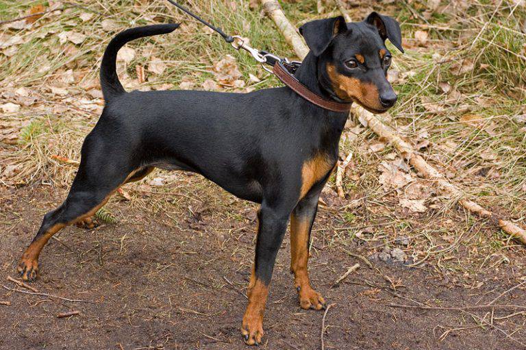 Il Pinscher: scheda completa di questa razza canina