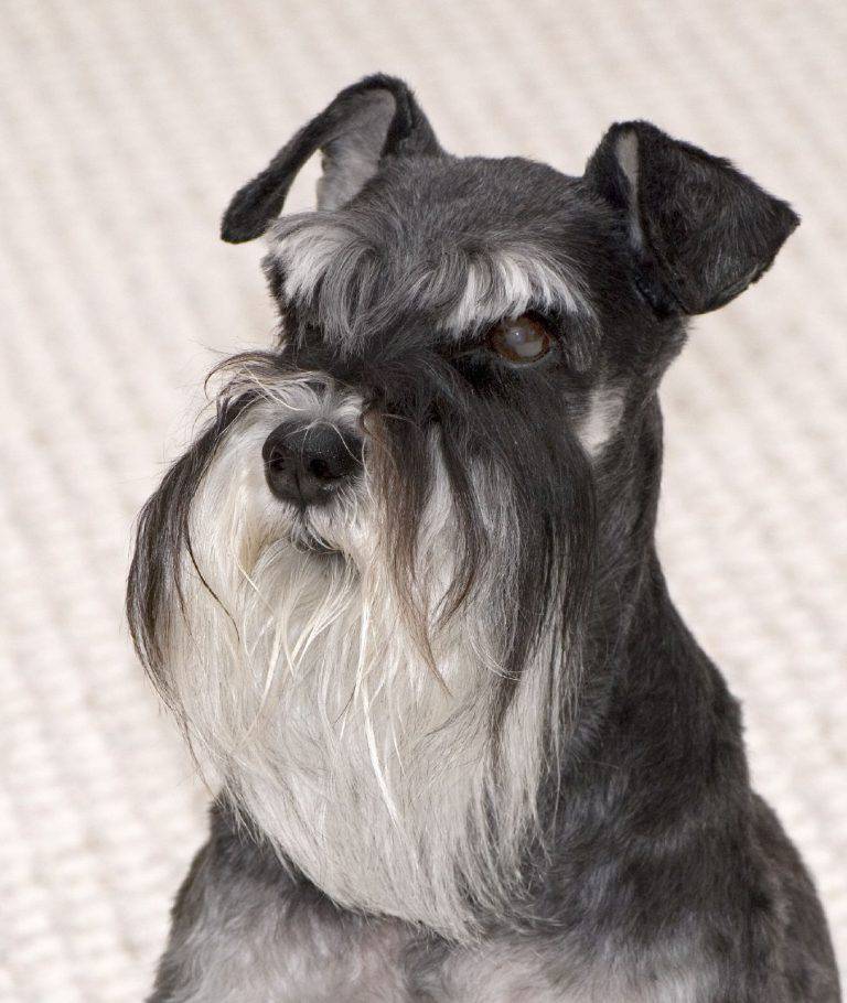 Lo Schnauzer: scheda completa di questa razza canina