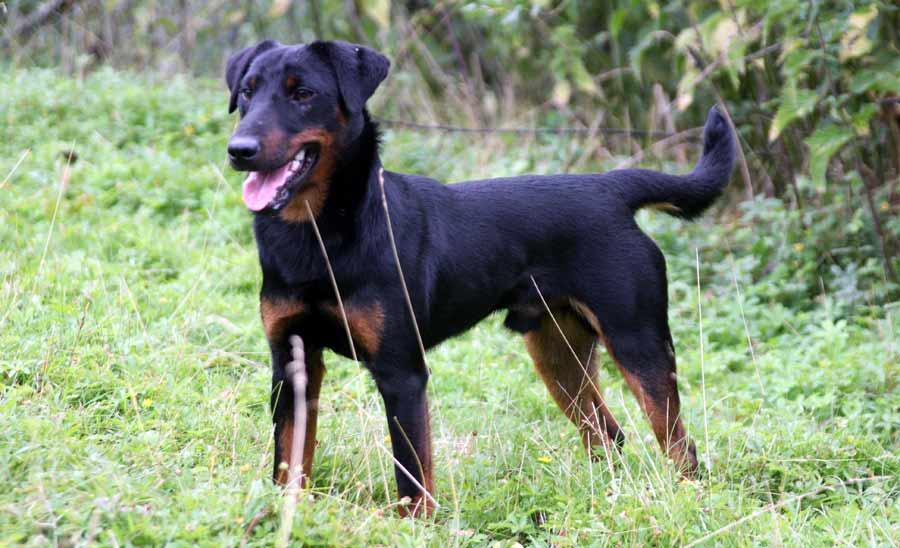 Il Deutscher Jagdterrier: scheda completa di questa razza