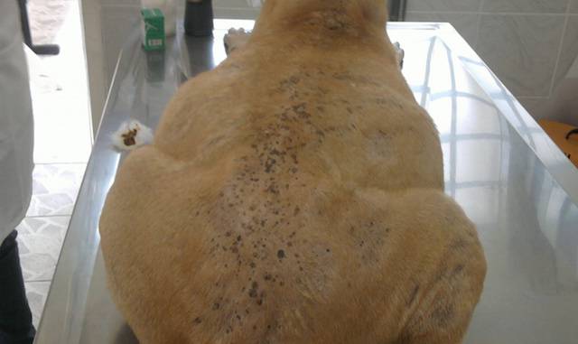 L'ascite: versamento di liquido in addome, terapie e sintomi