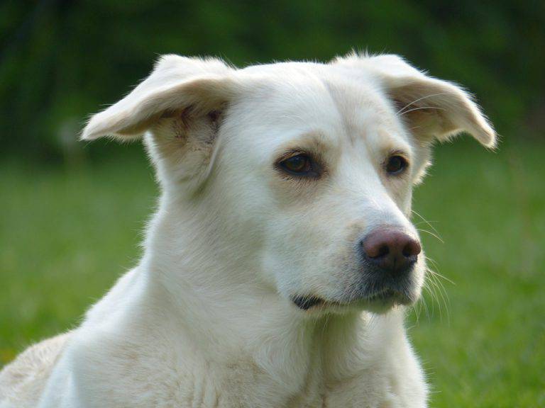 Cane con pelo bianco: come mantenerlo pulito e lucente?