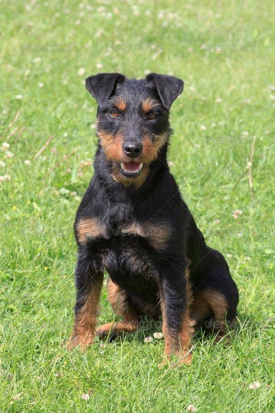 Il Deutscher Jagdterrier: scheda completa di questa razza